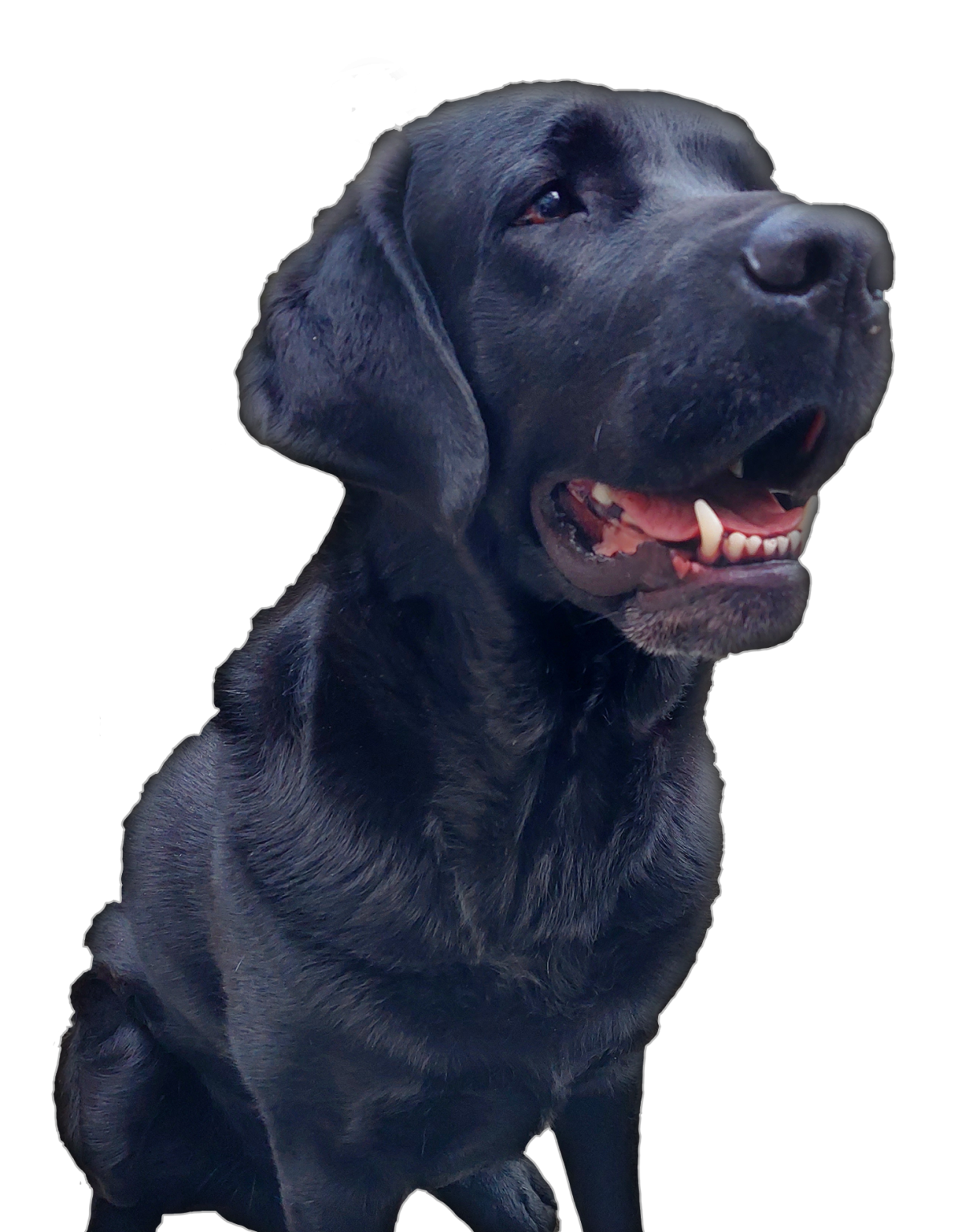 Howlin' Dog – Honden én katten trimsalon – Gediplomeerd – Liefdevol en ...